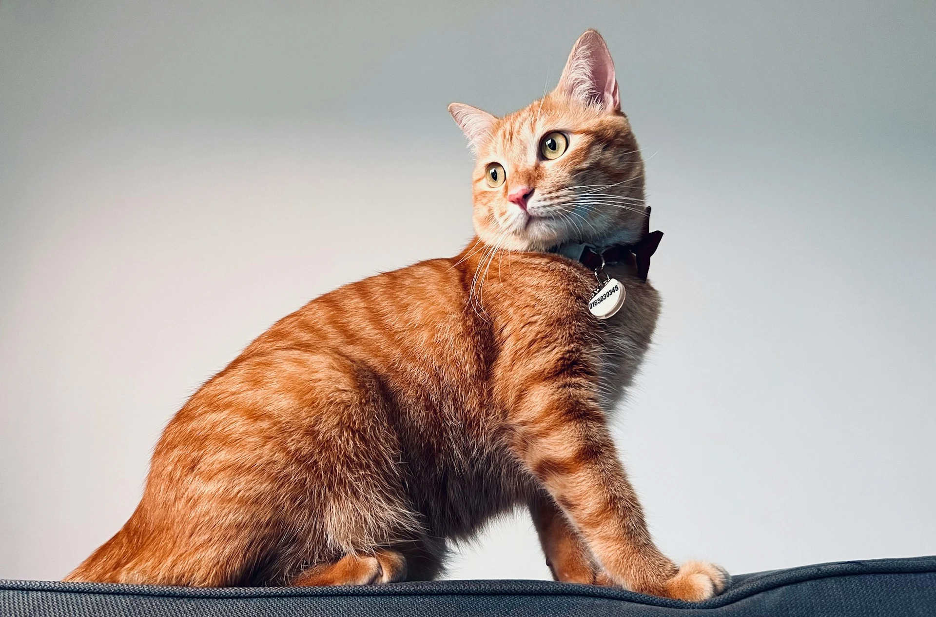 Stop Cats Scratching Furniture | Sibley Animal Hospital